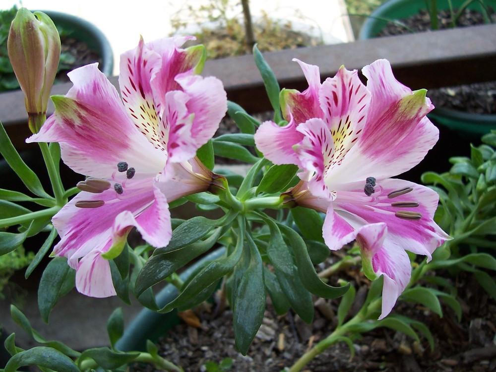 Peruvian Lilies: Plant Care and Collection of Varieties - Garden.org
