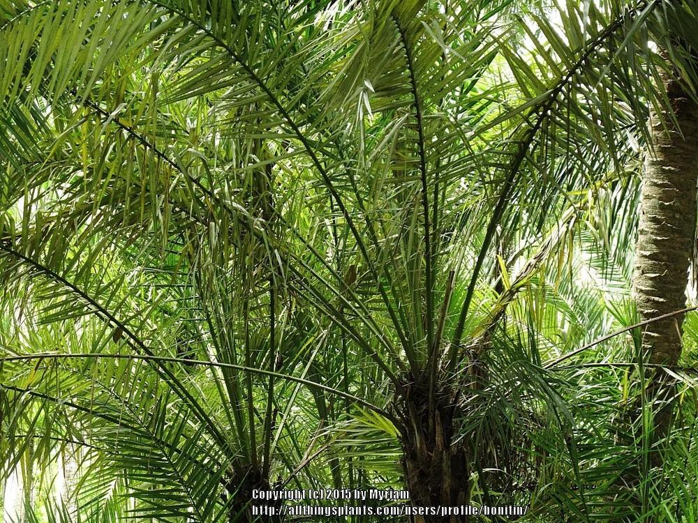Photo of the leaves of Senegal Date Palm (Phoenix reclinata) posted by ...