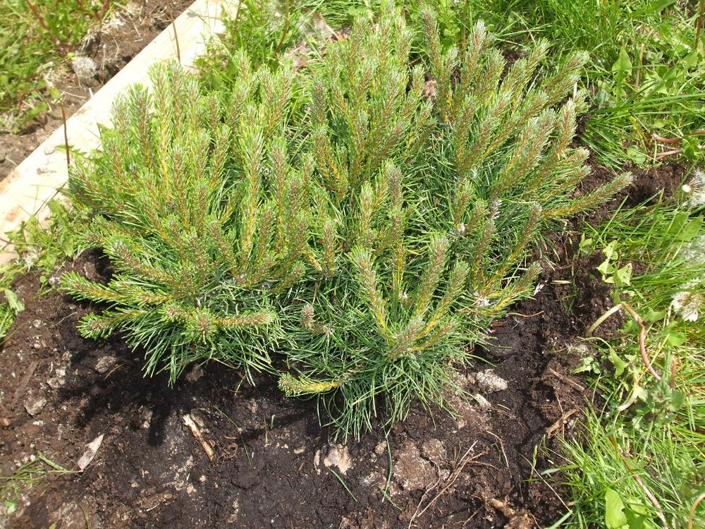 Photo of the entire plant of Mugo Pine (Pinus mugo subsp. mugo) posted ...