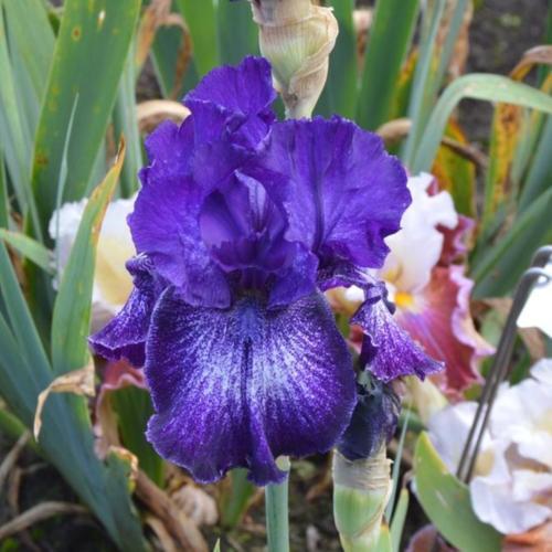 Tall Bearded Iris (Iris 'Midnight Rain') in the Irises Database ...