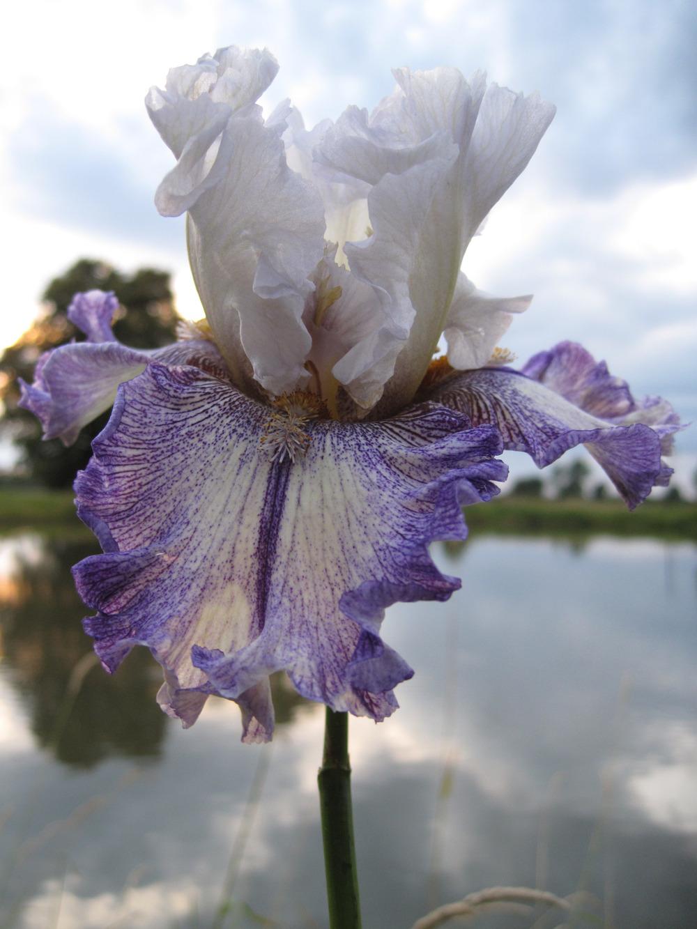 Photo of the bloom of Tall Bearded Iris (Iris 'French Butterfly ...