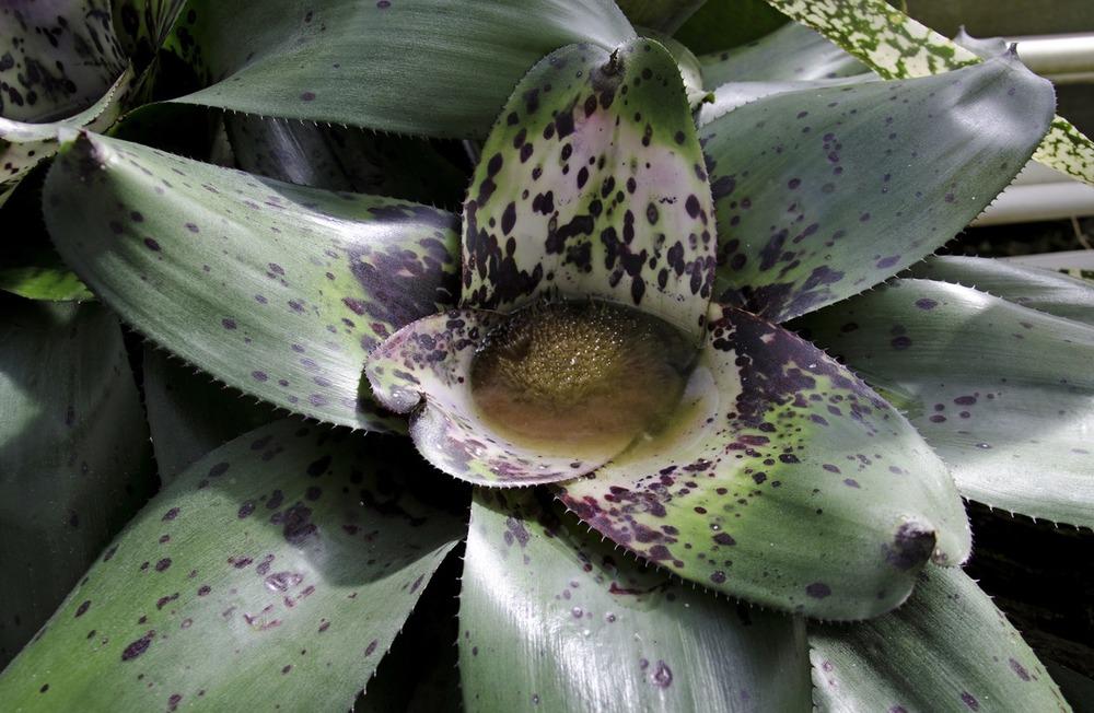 Bromeliad (Neoregelia concentrica 'Plutonis') - Garden.org