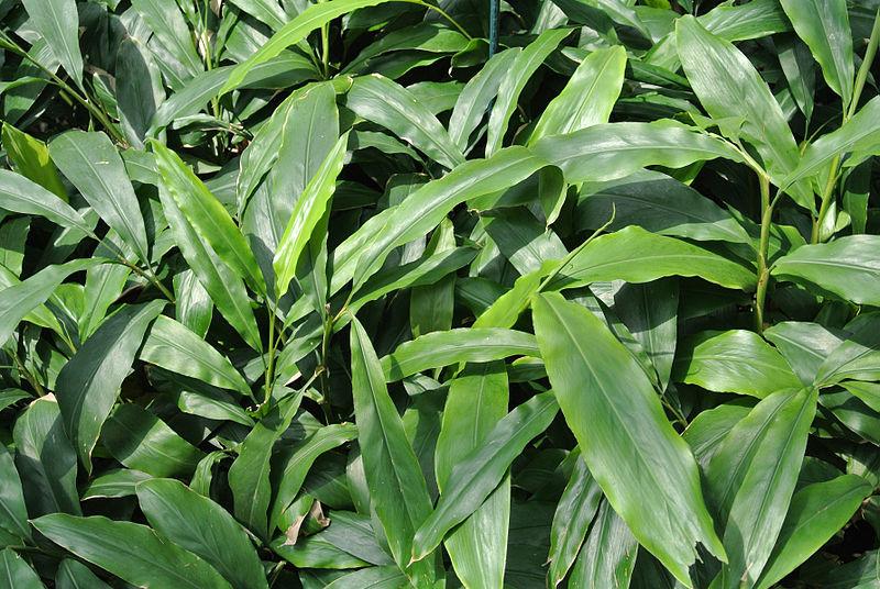 Round Cardamom (Amomum compactum) - Garden.org