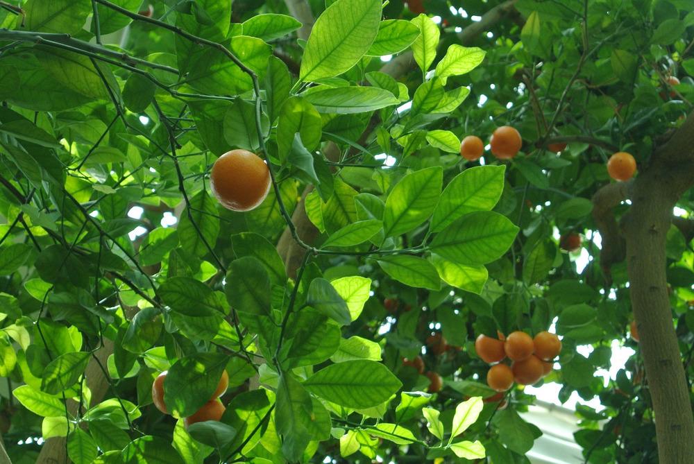 Citrus Fruits: Plant Care and Collection of Varieties - Garden.org