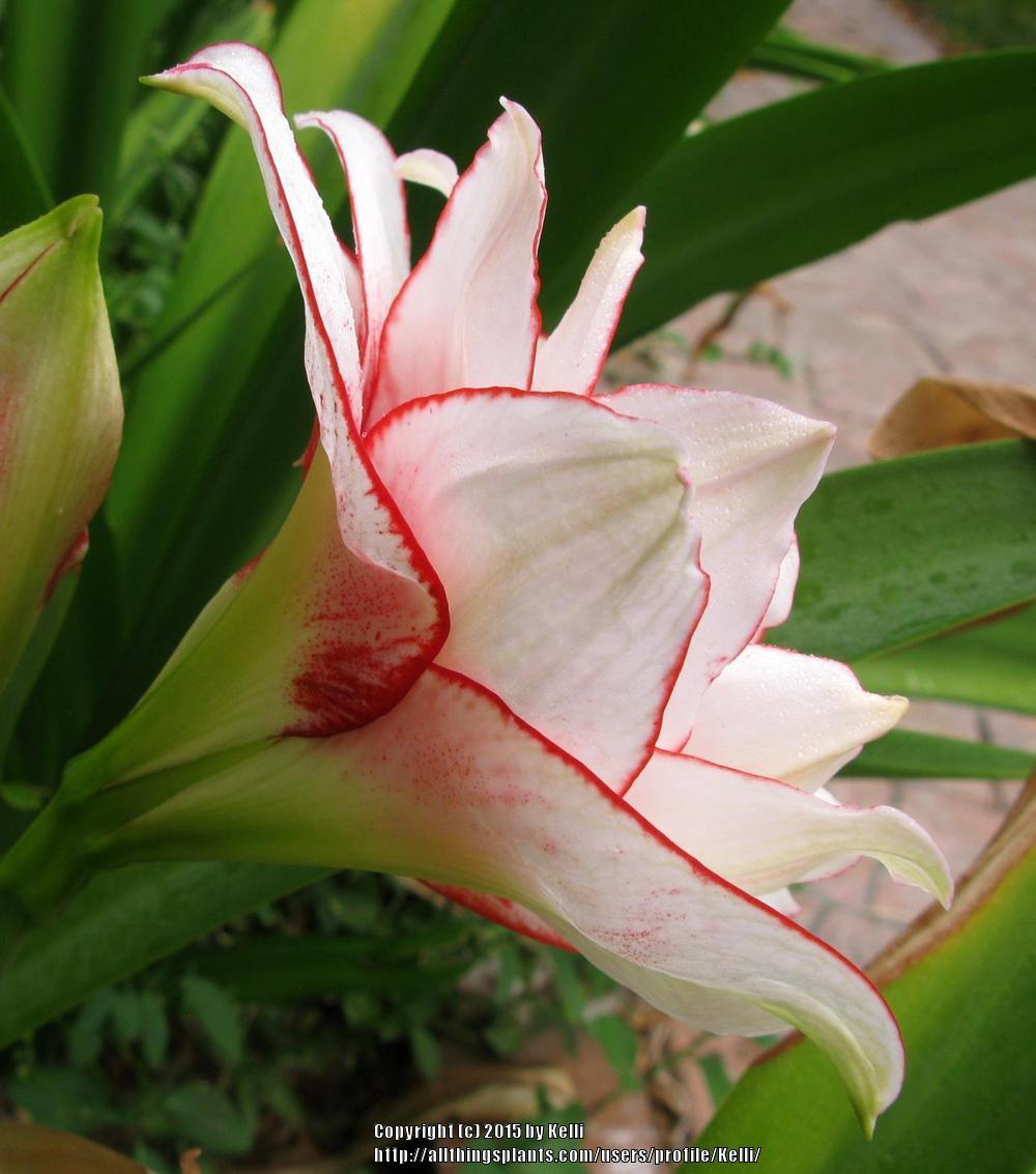 Photo of the bloom of Amaryllis (Hippeastrum 'Double Picotee') posted ...