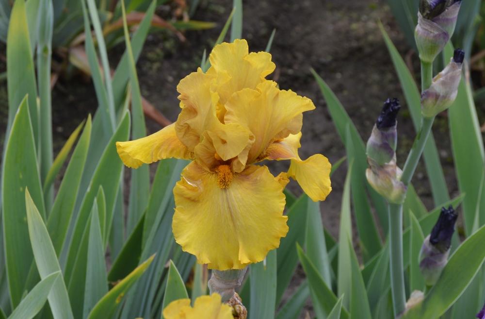 Photo of the bloom of Tall Bearded Iris (Iris 'Polished Bronze') posted ...