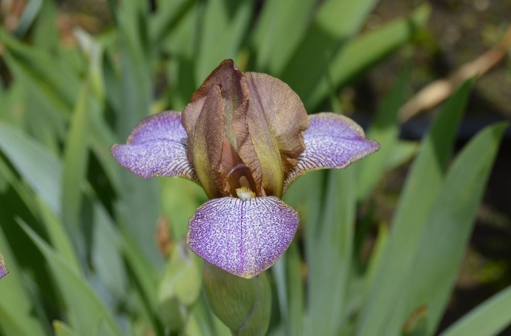 Miniature Tall Bearded Iris (Iris 'Pixel Packin' Mama') in the Irises ...