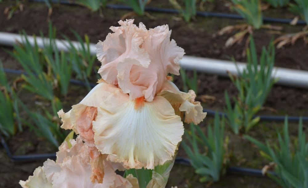 Tall Bearded Iris (Iris 'Peach of a Day') in the Irises Database ...