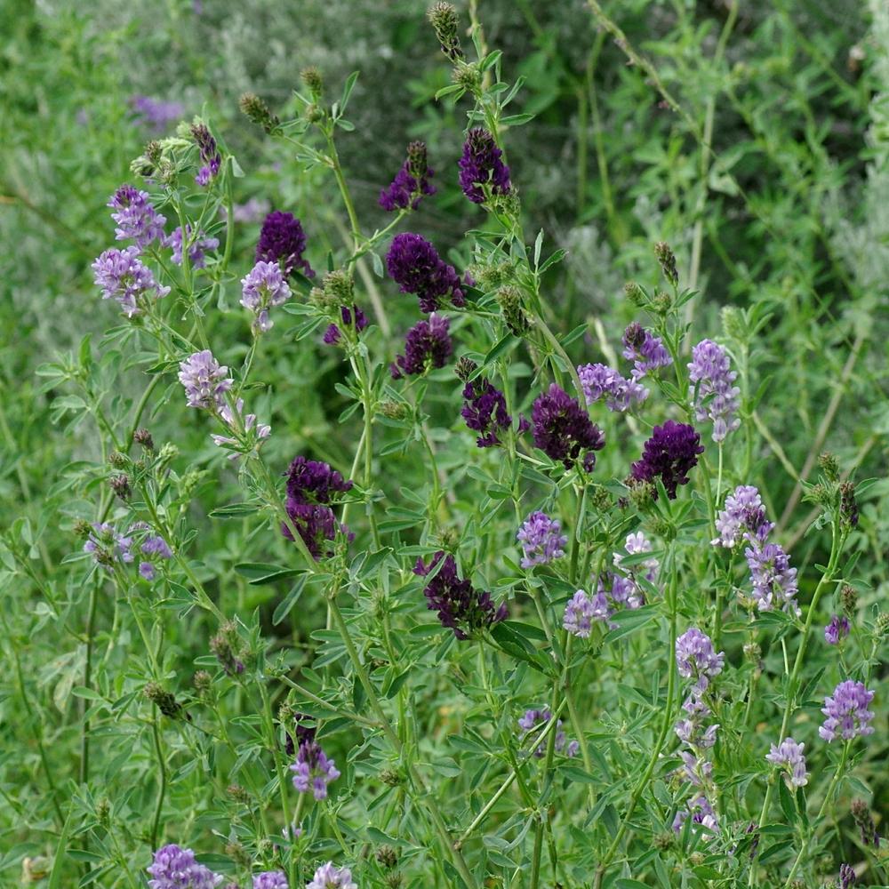 Wild Alfalfa (Psoralea tenuiflora) - Garden.org