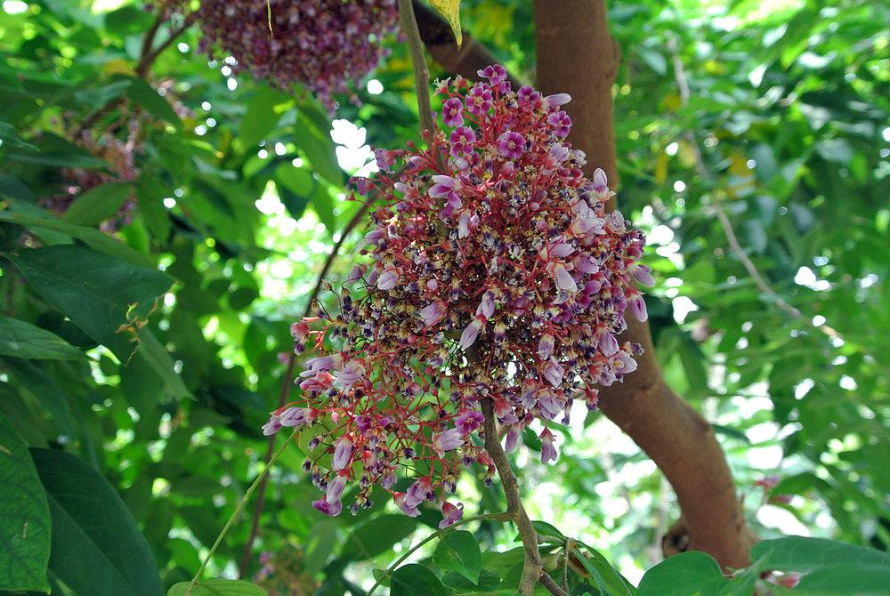 Star Fruit (Averrhoa carambola 'Arkin') - Garden.org