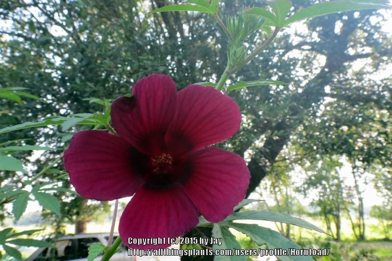 of the Day: Monarch Rosemallow (Hibiscus radiatus) in the Plants of the ...