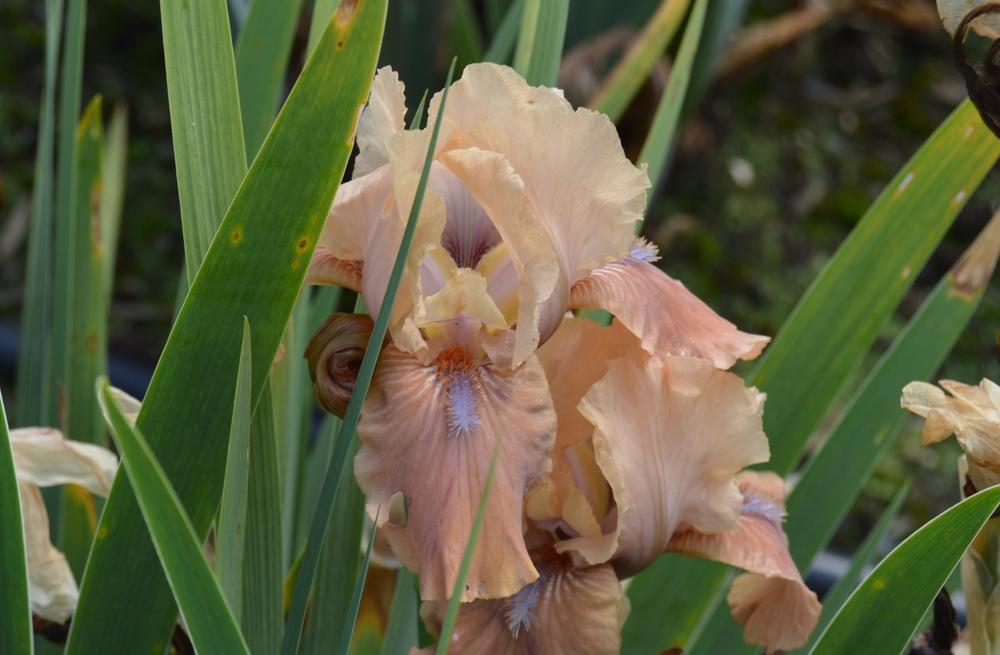 Photo of the bloom of Intermediate Bearded Iris (Iris 'Rust Never ...