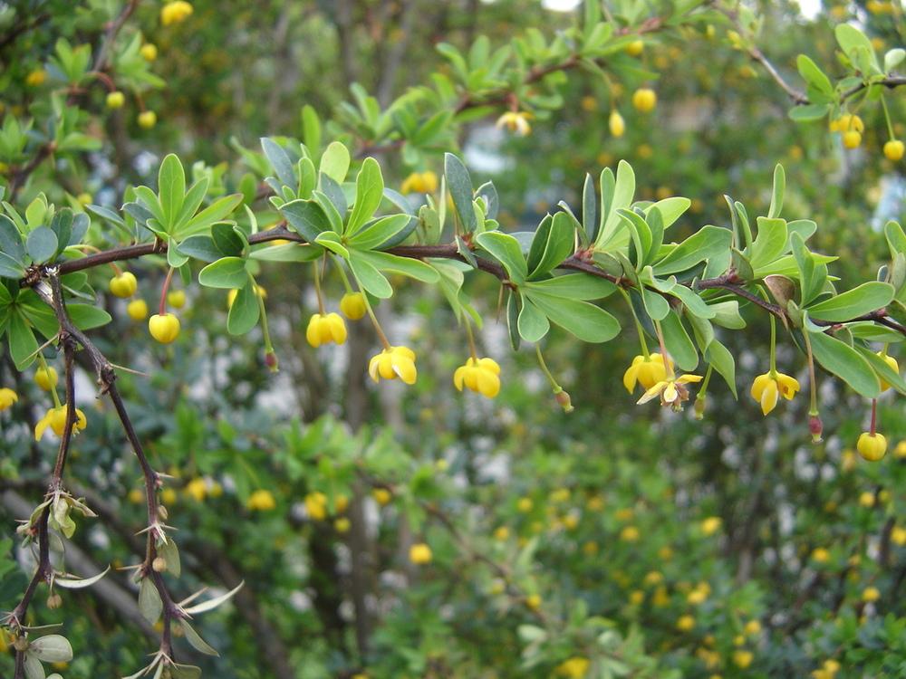 Magellan Barberry (Berberis microphylla) in the Barberries Database ...