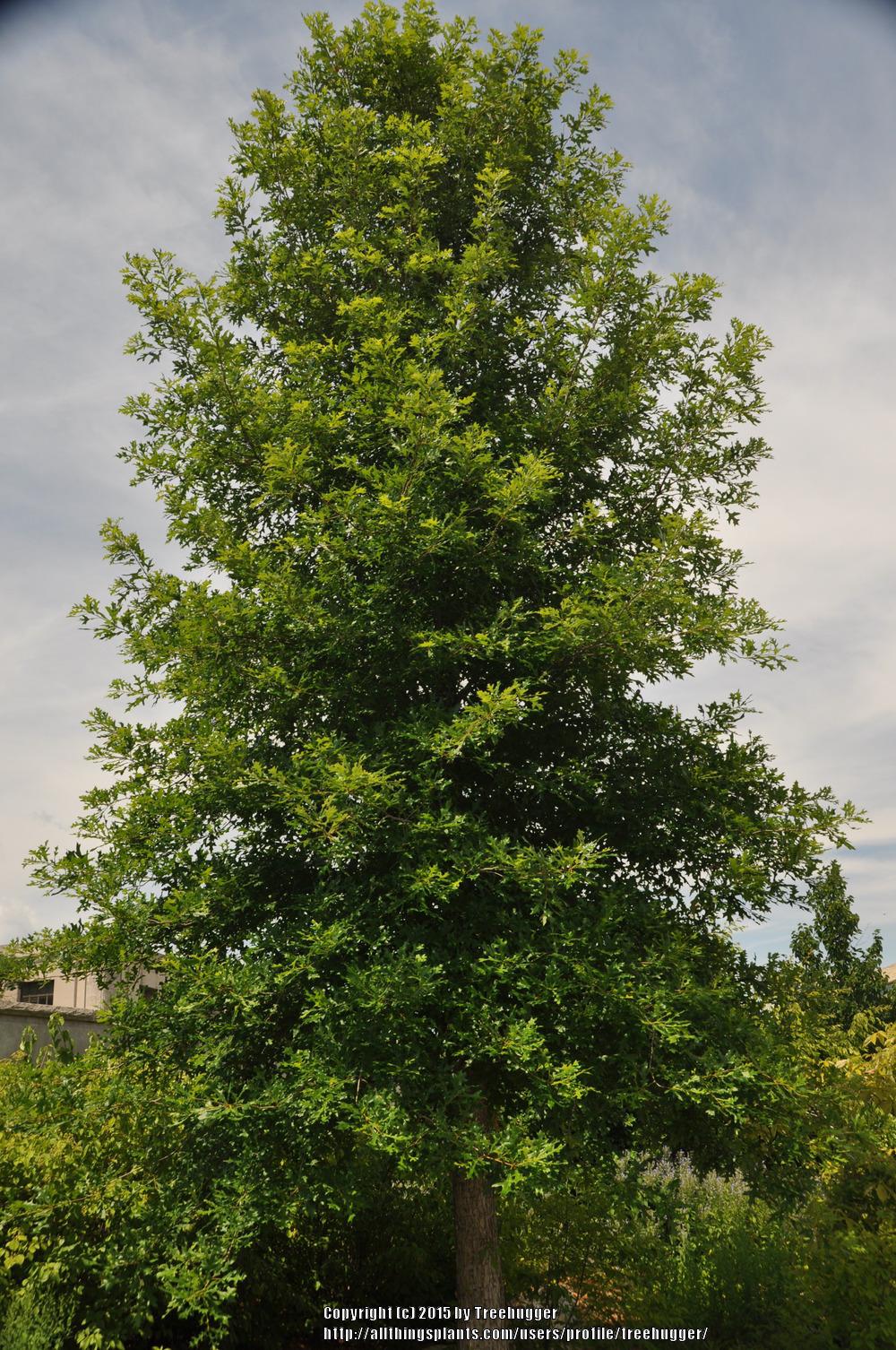 Photo of the entire plant of Overcup Oak (Quercus lyrata) posted by ...