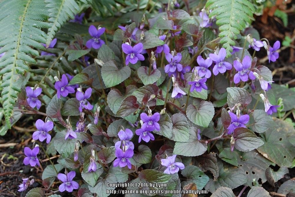 Photo of the entire plant of Labrador Violet (Viola labradorica) posted ...