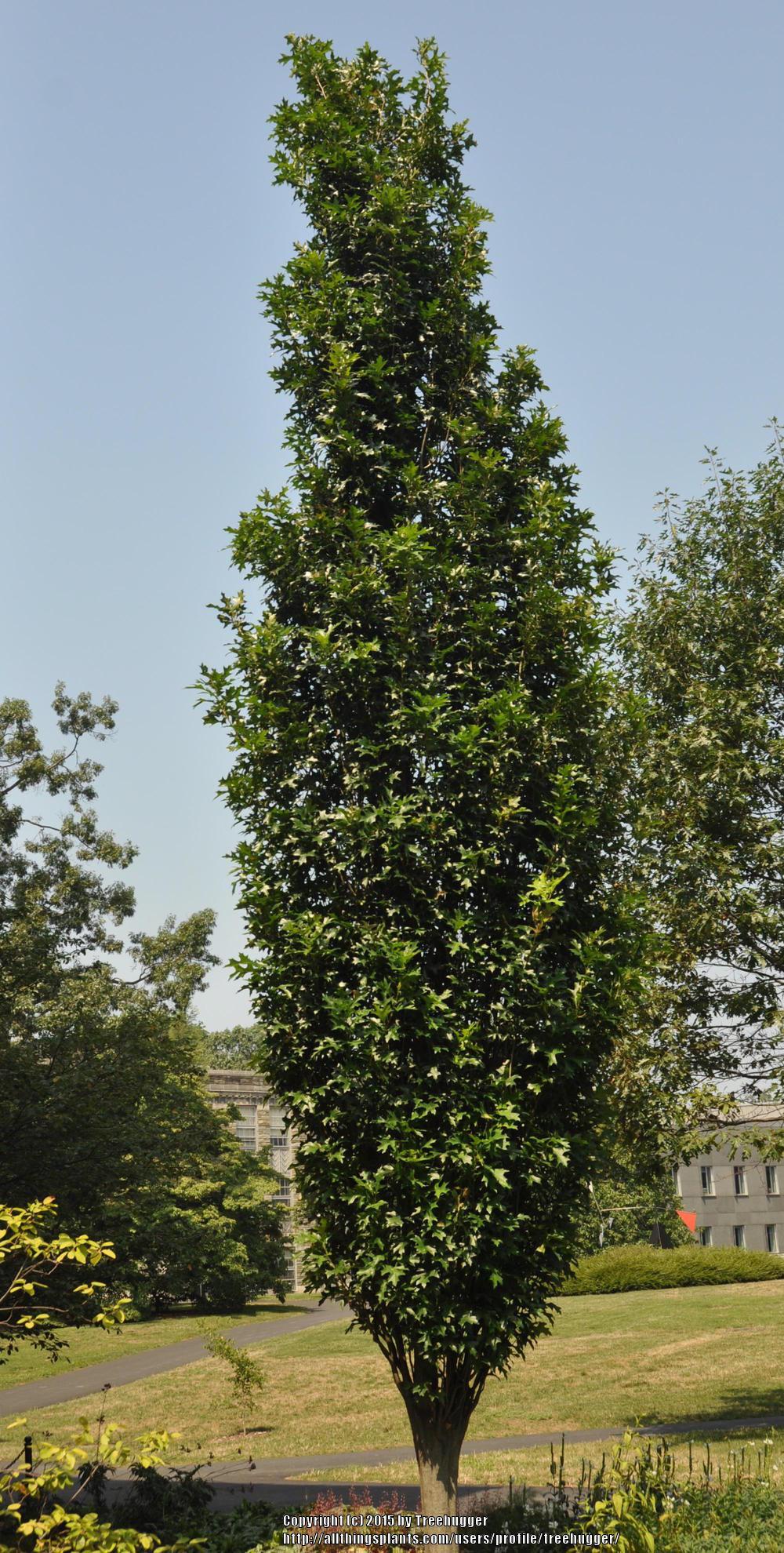 Photo of the entire plant of Pin Oak (Quercus palustris Green Pillar ...