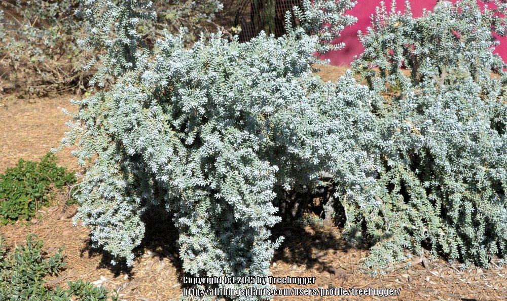 Photo of the entire plant of Pearl Bluebush (Maireana sedifolia) posted ...