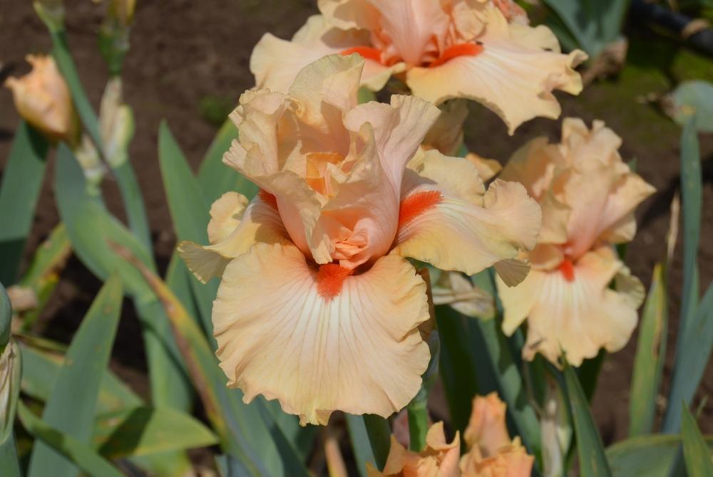 Photo of the bloom of Tall Bearded Iris (Iris 'Shine on Me Sunshine') posted by KentPfeiffer ...