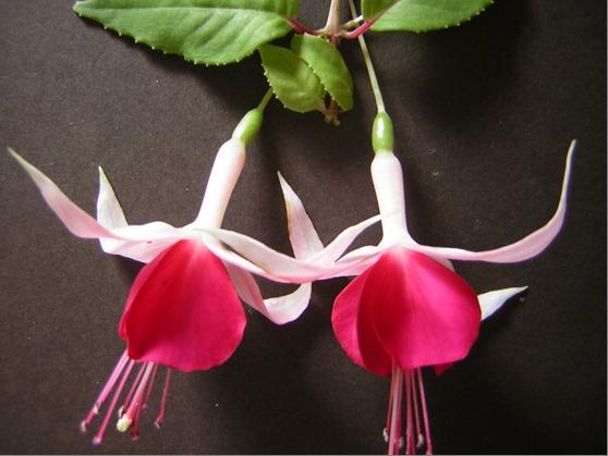 Ladies Eardrops (Fuchsia 'Connor's Cascade') in the Fuchsias Database ...