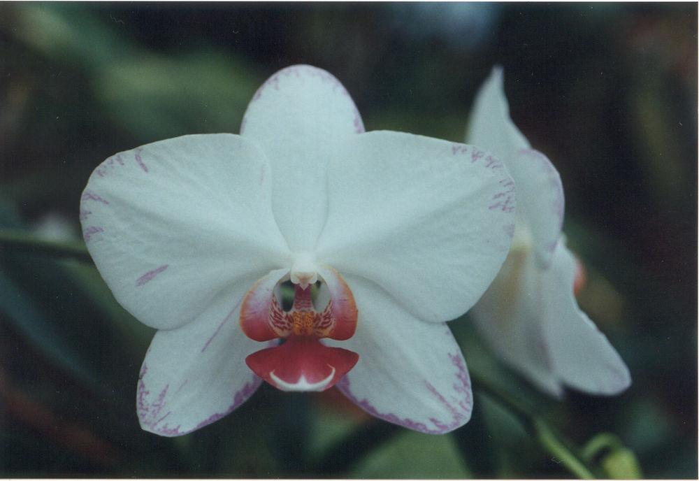 Orchid (Phalaenopsis Spanish Dance) - Garden.org