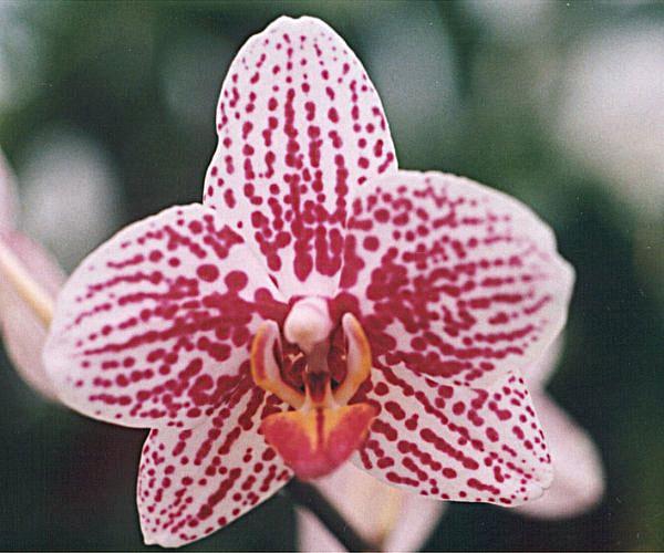 Orchid (Phalaenopsis 'Ever Spring King Lee') - Garden.org