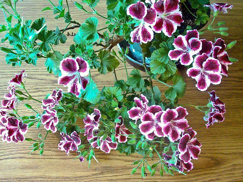 Storksbill (Pelargonium Angeleyes® Randy) in the Pelargoniums Database ...