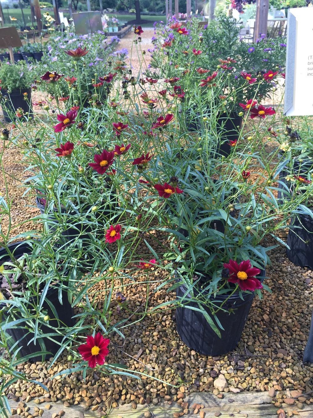 Photo of the entire plant of Tickseed (Coreopsis Big Bang™ Mercury ...