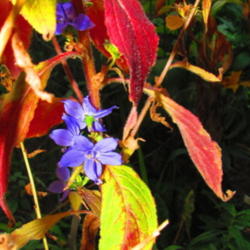 Photo of the entire plant of Tall American Bellflower (Campanulastrum ...