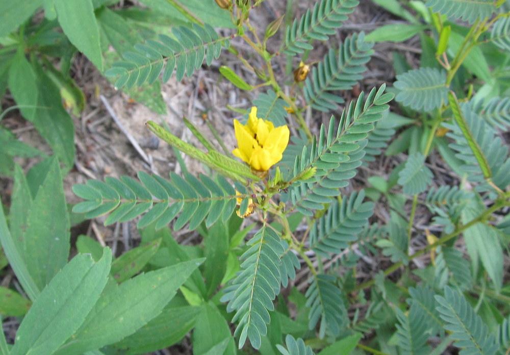Photo of the seed pods or heads of Partridge Pea (Chamaecrista ...