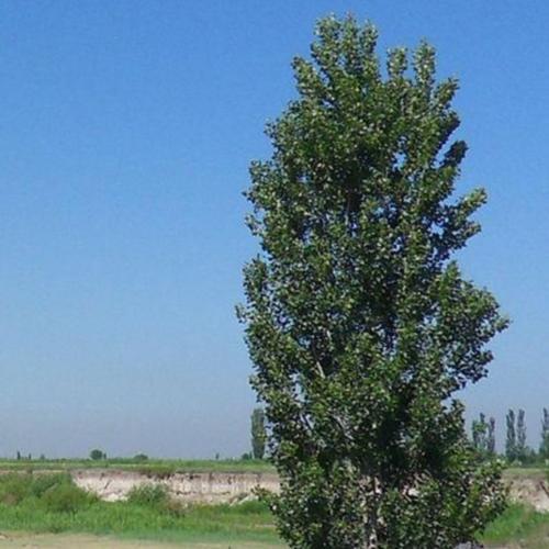White Poplar (Populus alba subsp. pyramidalis) - Garden.org