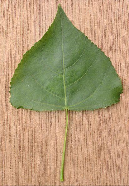 Populus Nigra Leaf