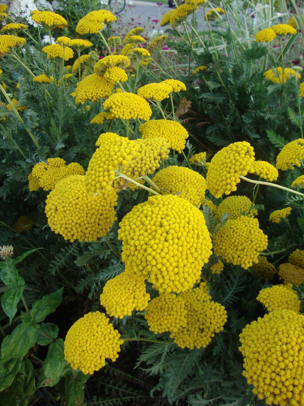 Photo of the bloom of Yarrow (Achillea 'Moonshine') posted by Paul2032 ...