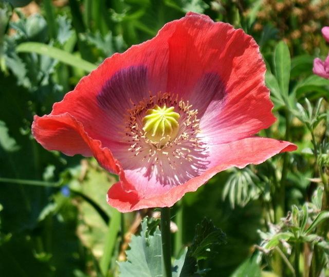Poppies: Plant Care and Collection of Varieties - Garden.org