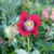 Poppies: Plant Care and Collection of Varieties - Garden.org