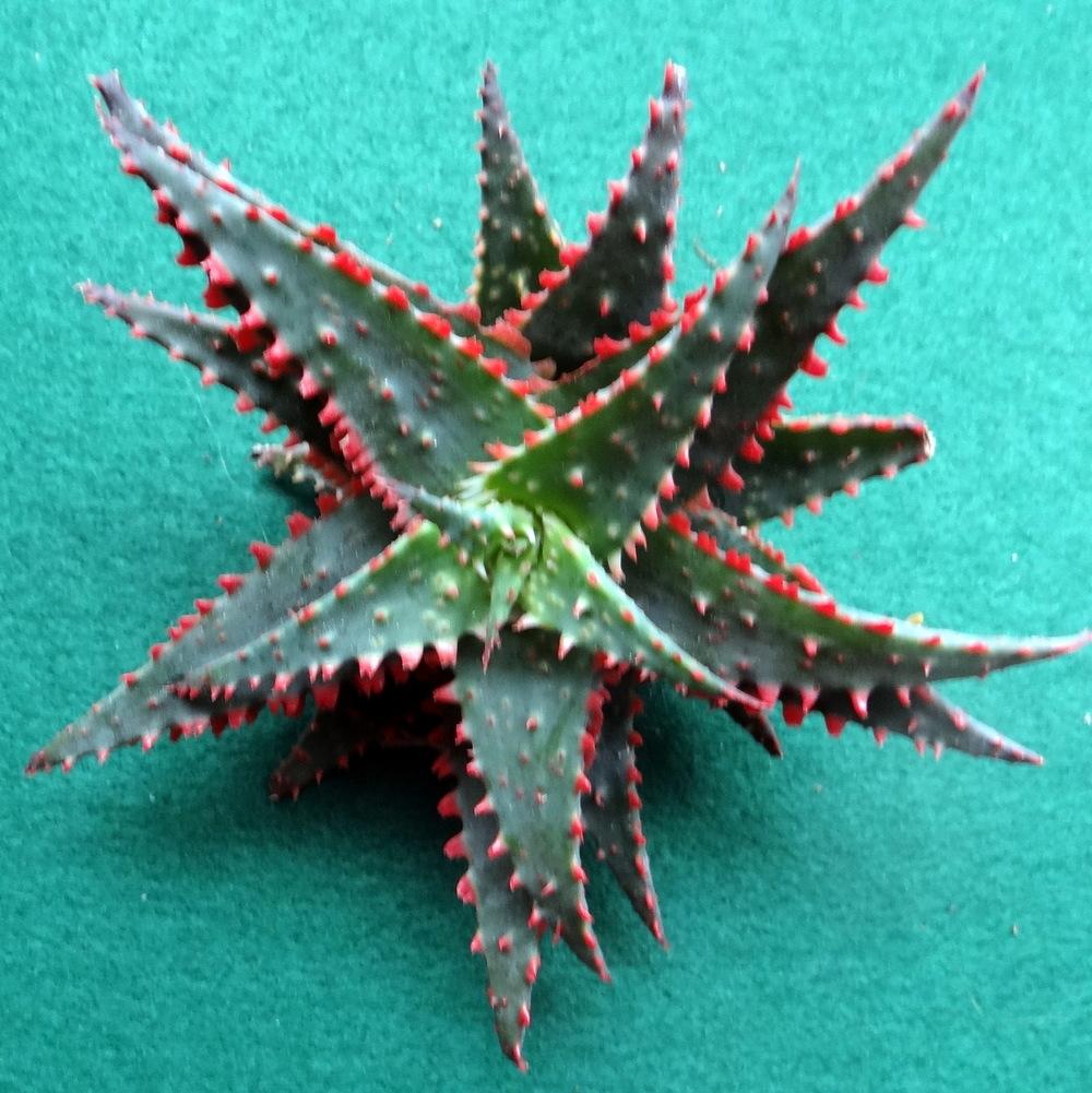 Photo of the entire plant of Aloe 'Christmas Sleigh' posted by stilldew ...