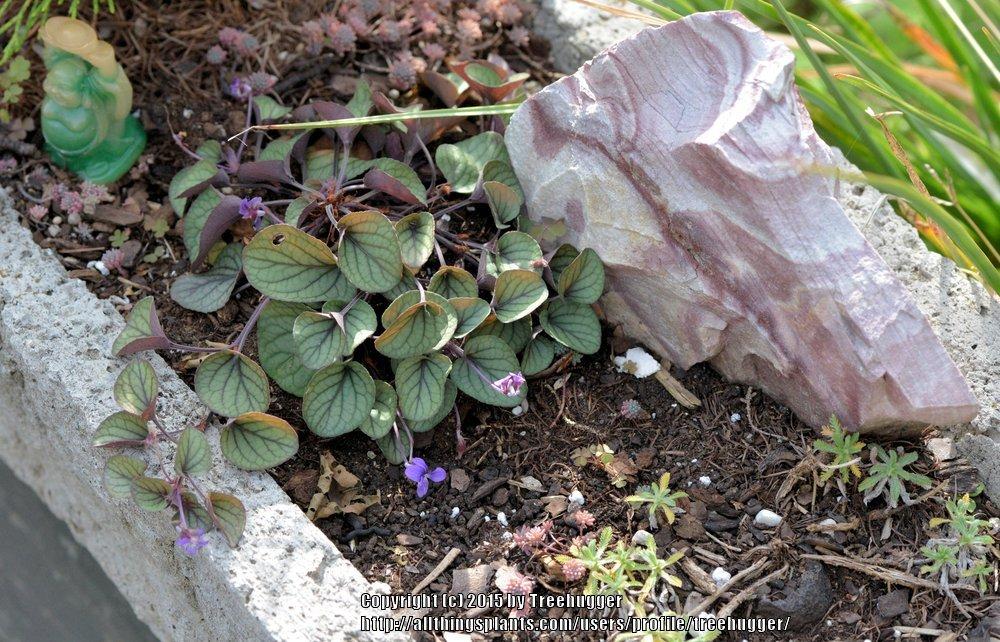 Photo of the entire plant of Appalachian Blue Violet (Viola walteri ...