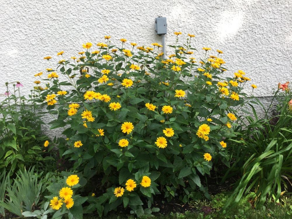 Photo of the entire plant of False Sunflower (Heliopsis helianthoides ...