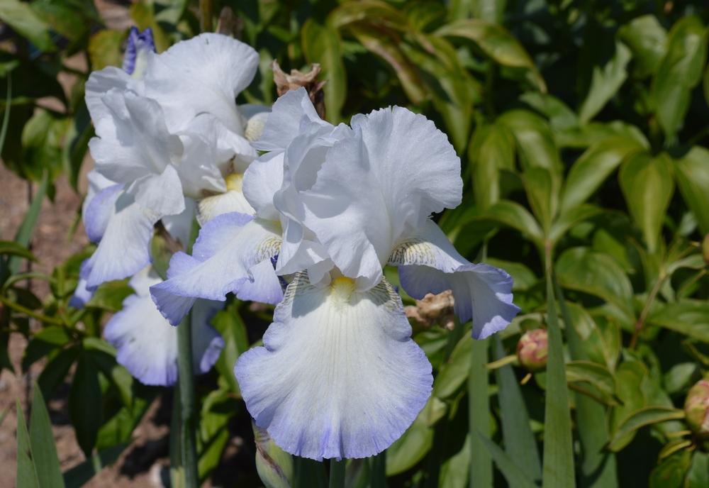Photo of the bloom of Tall Bearded Iris (Iris 'Dancing Waters') posted ...
