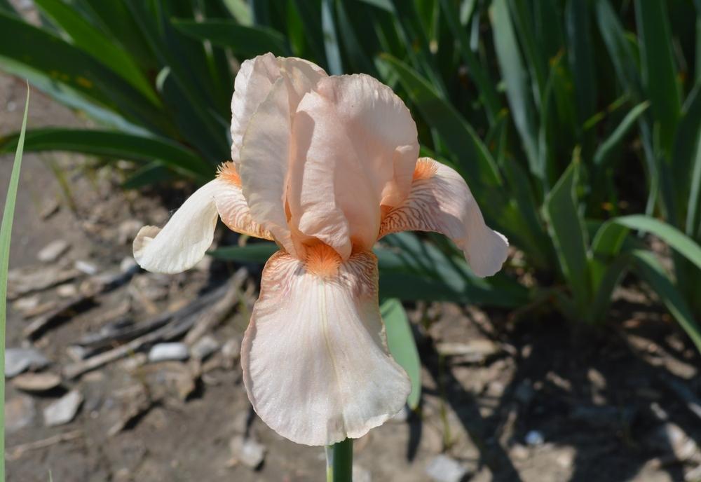 Tall Bearded Iris (Iris 'Memories') in the Irises Database - Garden.org