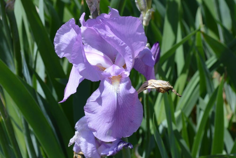 Photo of the bloom of Tall Bearded Iris (Iris 'Helen Field Fischer ...