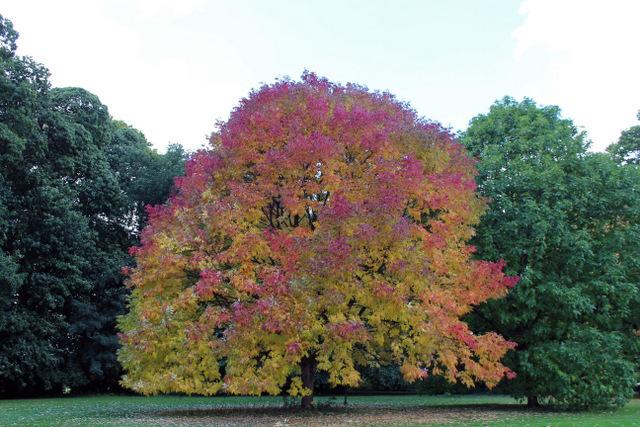 Photo of the fall color of White Ash (Fraxinus americana Autumn Purple ...