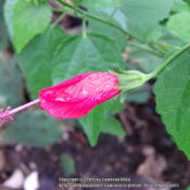 Photo of the bloom of Turk's Cap (Malvaviscus arboreus var. drummondii 'Big Momma') posted by ...