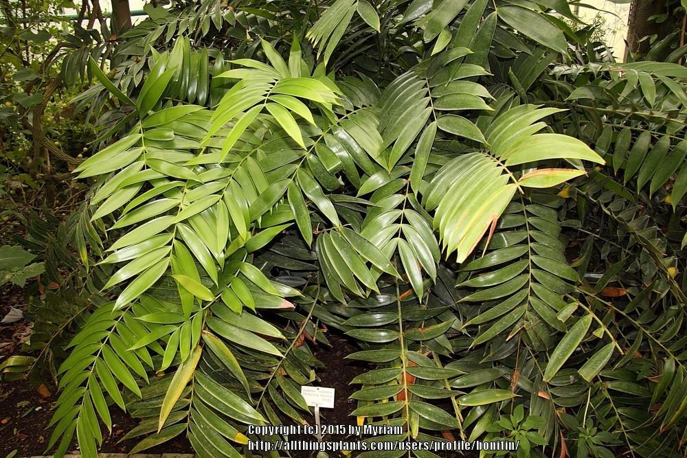 Photo of the entire plant of Bamboo Cycad (Ceratozamia mexicana) posted ...