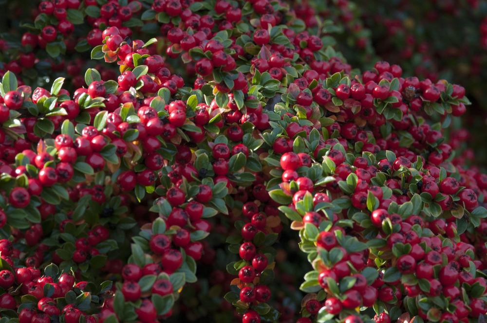Photo of the winter interest of Rock Cotoneaster (Cotoneaster ...
