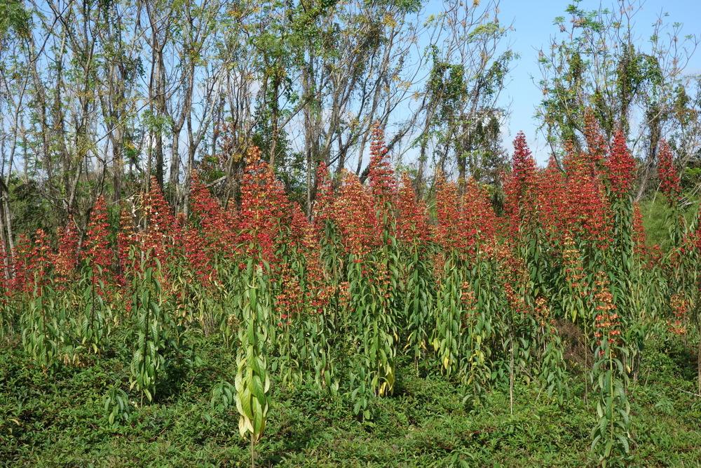 Turk's Turban (Clerodendrum indicum) - Garden.org
