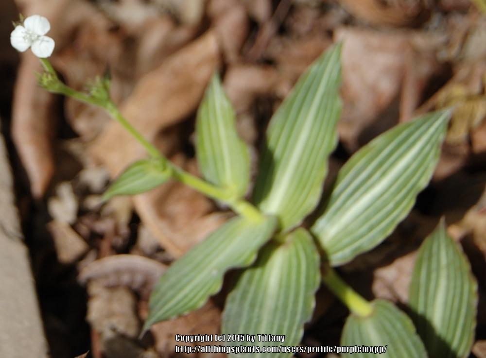 Photo of the entire plant of Striped Inch Plant (Callisia gentlei var ...
