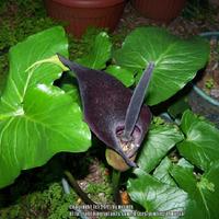 Photo of the entire plant of Arum palaestinum posted by Mutisia ...