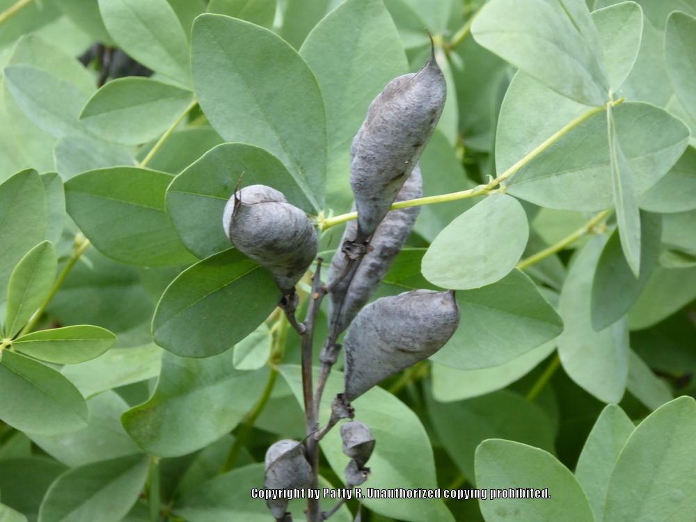 Photo of the seed pods or heads of Blue Wild Indigo (Baptisia australis ...