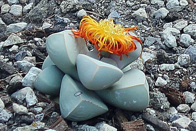 Photo of the entire plant of Karoo Rose (Lapidaria margaretae) posted ...