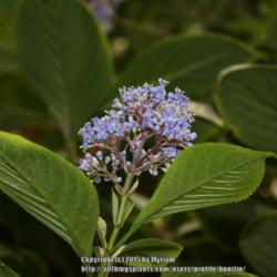 Blue Evergreen Hydrangea (Hydrangea febrifuga) in the Hydrangeas ...
